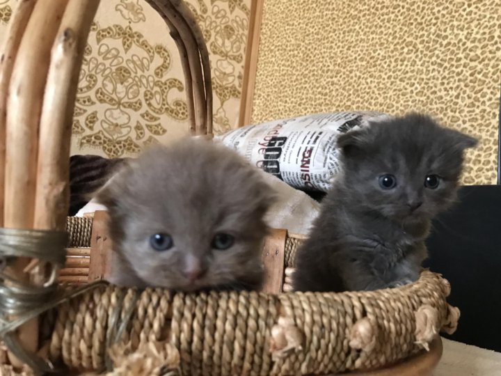 Как Выглядит Котенок В 1 Месяц Фото – Telegraph