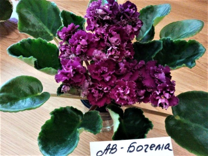 Ав Богема Фиалка Фото – Telegraph
