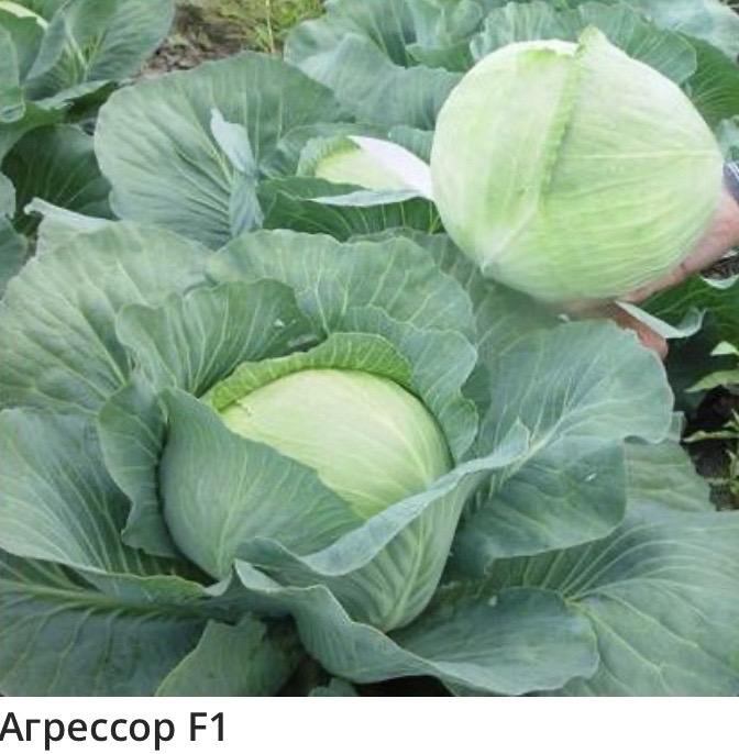 Капуста Агрессор Описание Сорта Фото – Telegraph