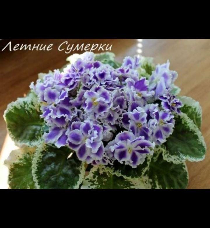 Фиалка Летние Сумерки Фото И Описание – Telegraph