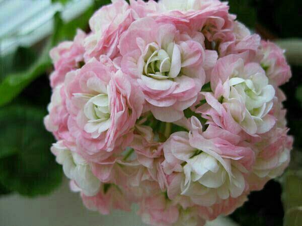 Април Пеларгония Фото – Telegraph