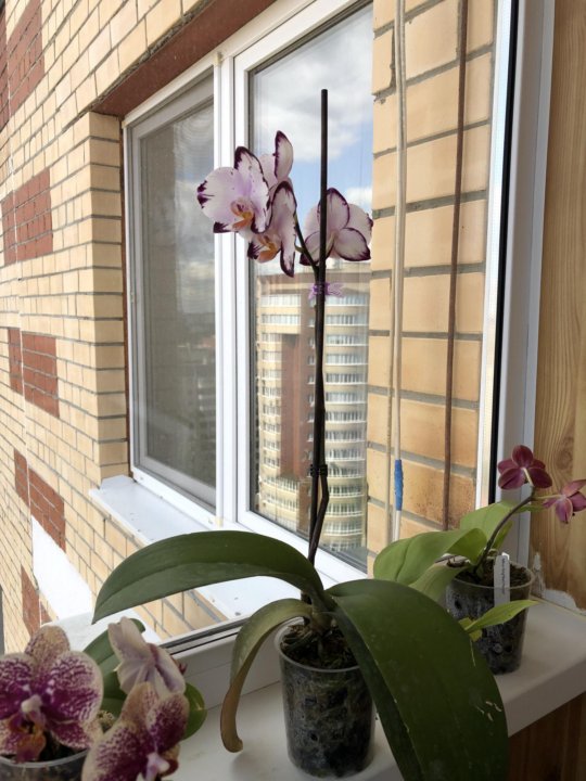 Орхидея Spring Prince Ever Фото — Фото Картинки