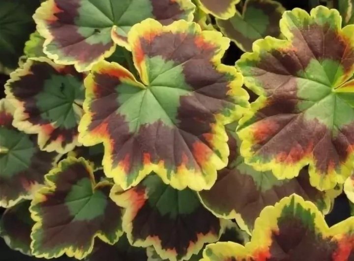 Mrs Pollock Пеларгония Фото — Фото Картинки