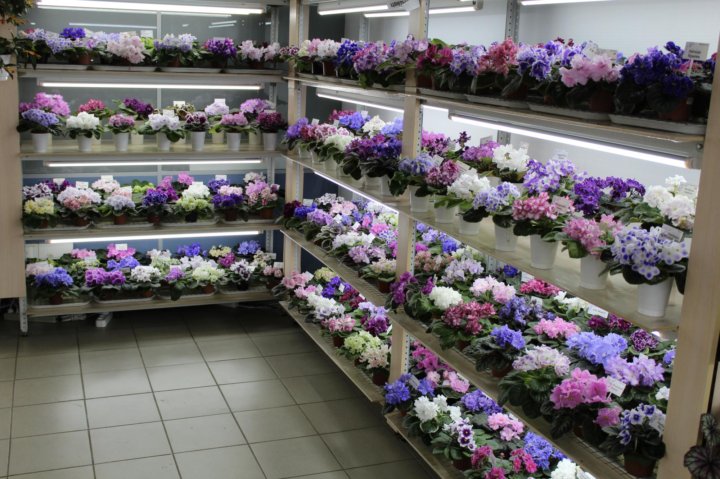 Где Купить Фиалки В Москве В Магазине