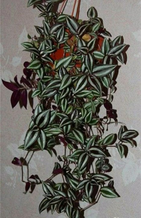 Традесканции Зебрина и Вариегата – купить в Москве, цена 50 руб ...