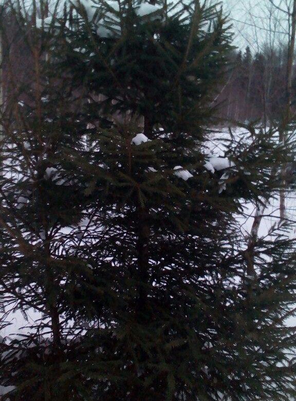 Елки живые пушистые – купить в Хотьково, цена 800 руб., продано 19 ...