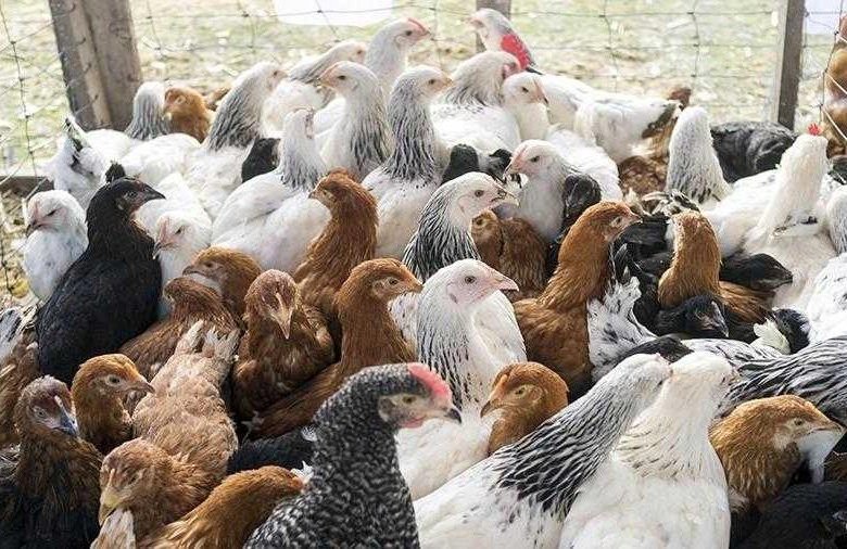 Курочки несушки 5 месяцев купить в Новосибирске цена 650 руб дата