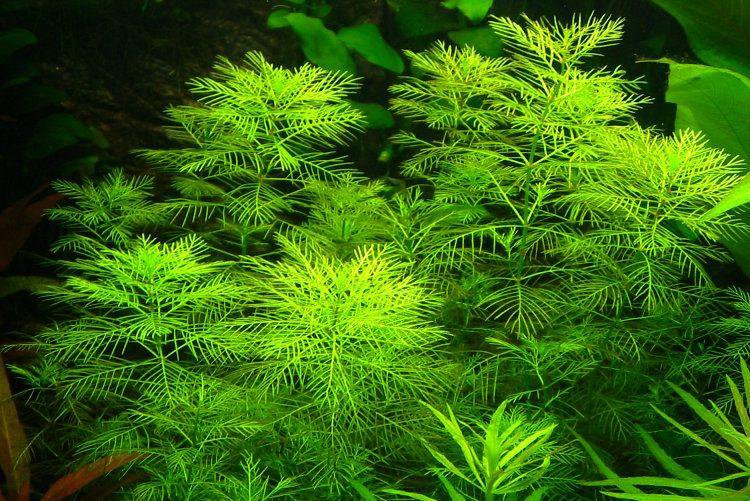 Перистолистник Матогросский Зеленый для начинающих – купить в ...