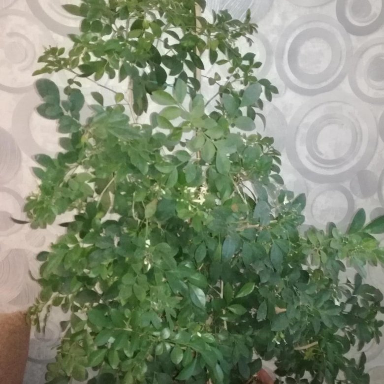 Мурайя – купить в Москве, цена 5 000 руб., продано 2 августа 2020 ...