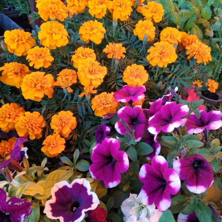 Рассада бархатцы – купить в Красноярске, цена 35 руб., дата размещения ...