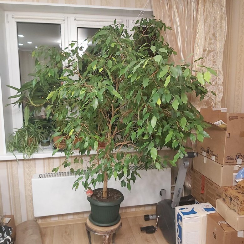 Фикус бенджамина – купить в Краснознаменске, цена 2 500 руб., продано ...